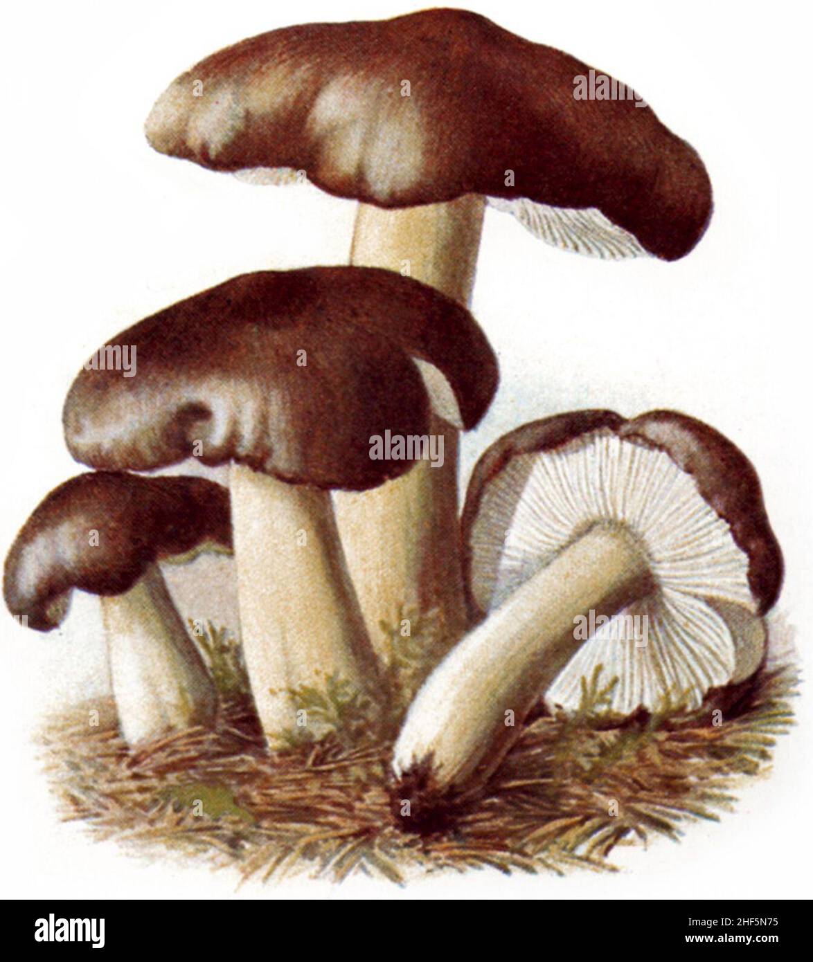 Ritterling hi-res stock photography and images - Alamy