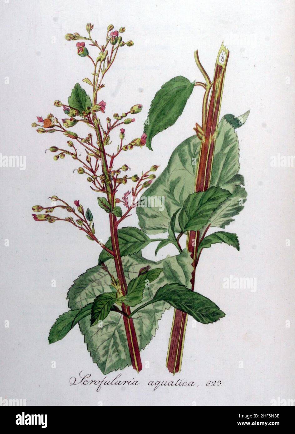 Scrophularia aquatica — Flora Batava — Volume v8 Stock Photo - Alamy