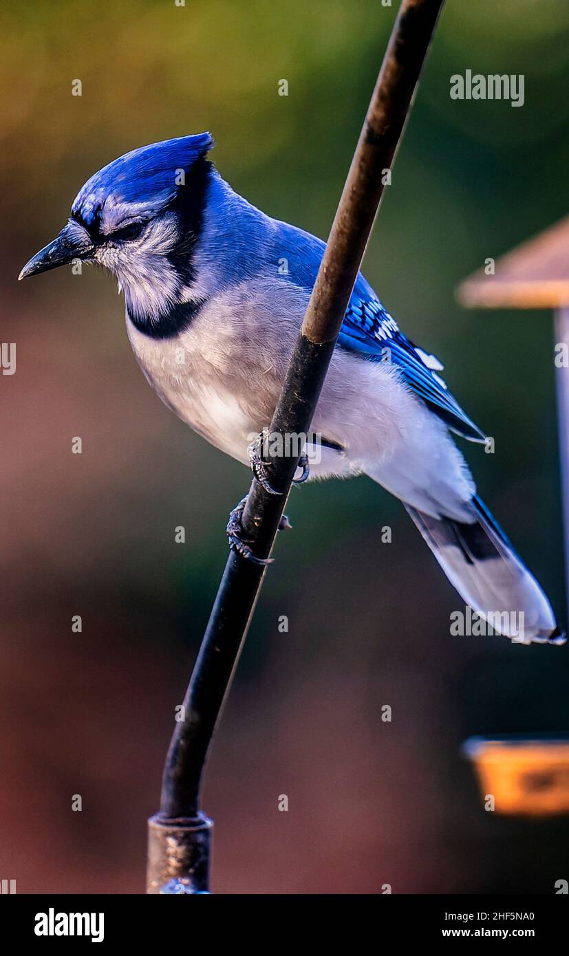 High perches hi-res stock photography and images - Alamy