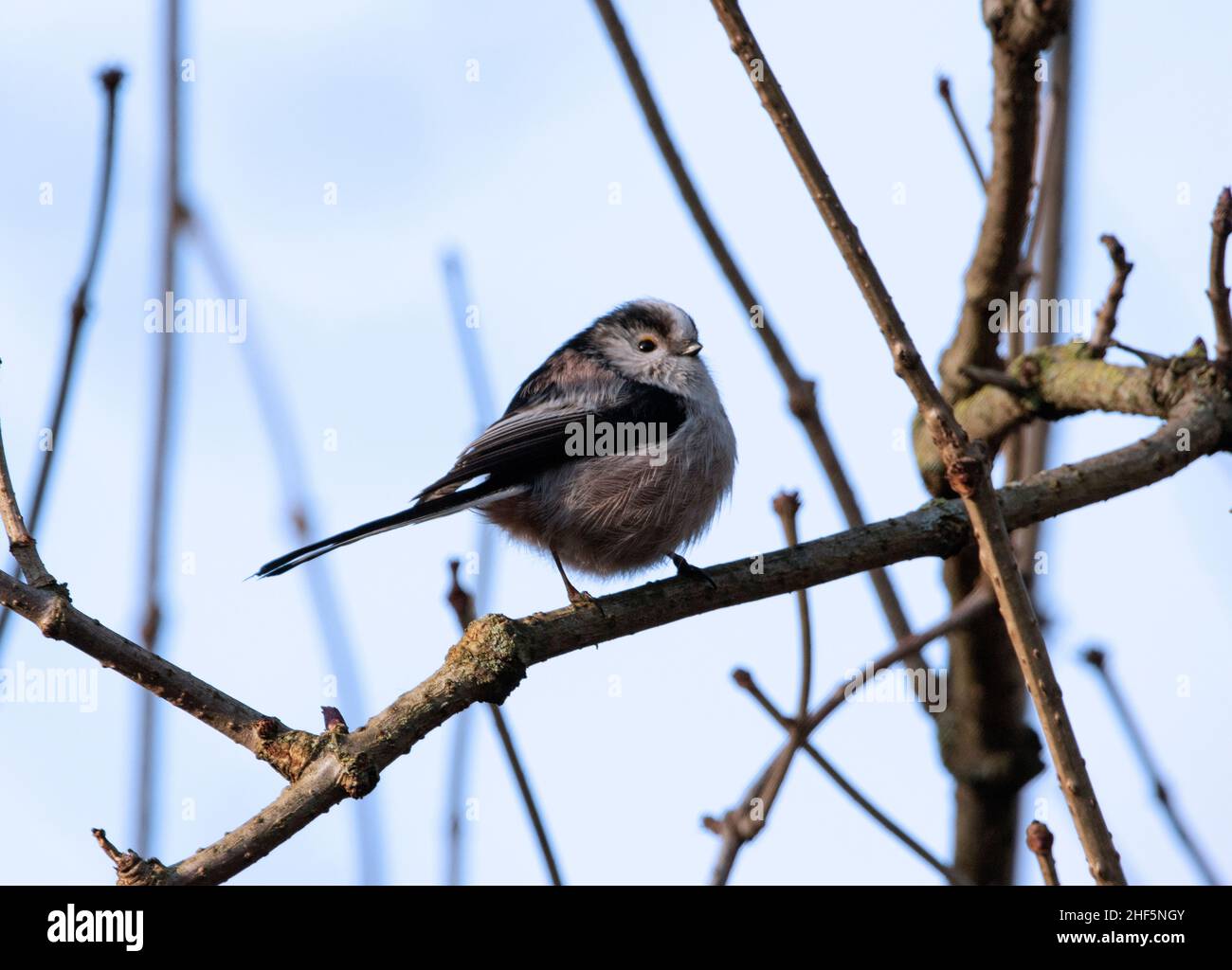 A small round bird with a long tail, the Long-tailed Tit is highly ...