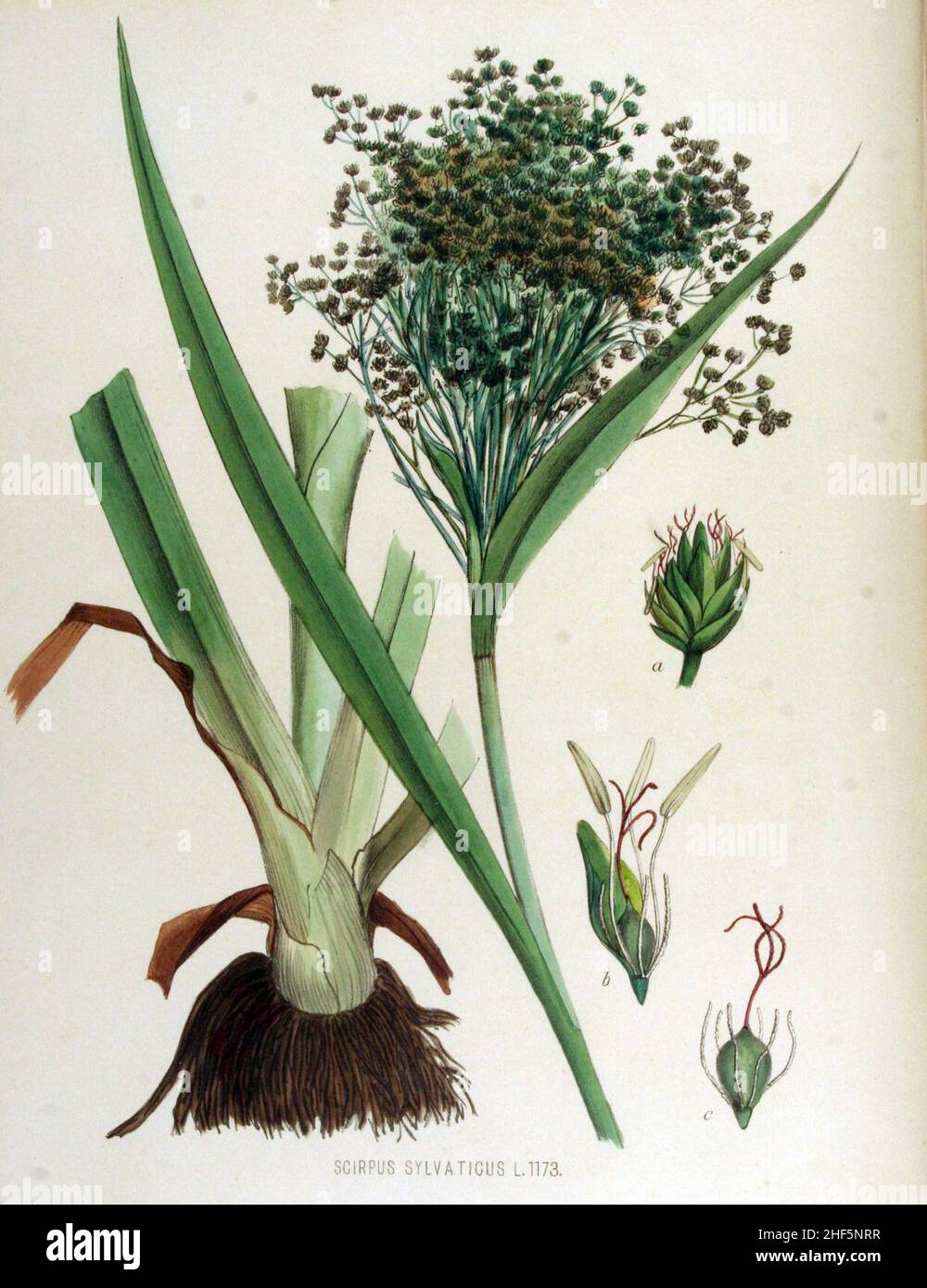 Scirpus sylvaticus — Flora Batava — Volume v15 Stock Photo - Alamy