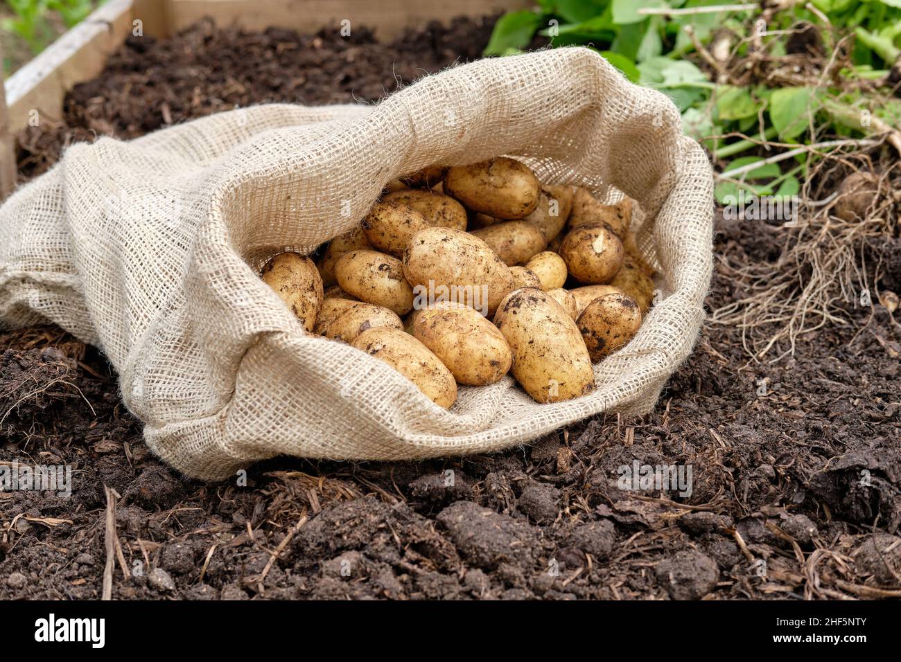Potato sack hi-res stock photography and images - Alamy