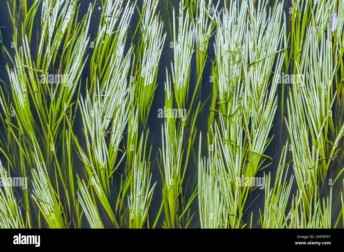 green reed in the river gives a harmonic background Stock Photo - Alamy