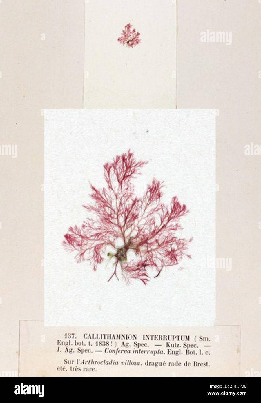 Seirospora interrupta Crouan Stock Photo - Alamy