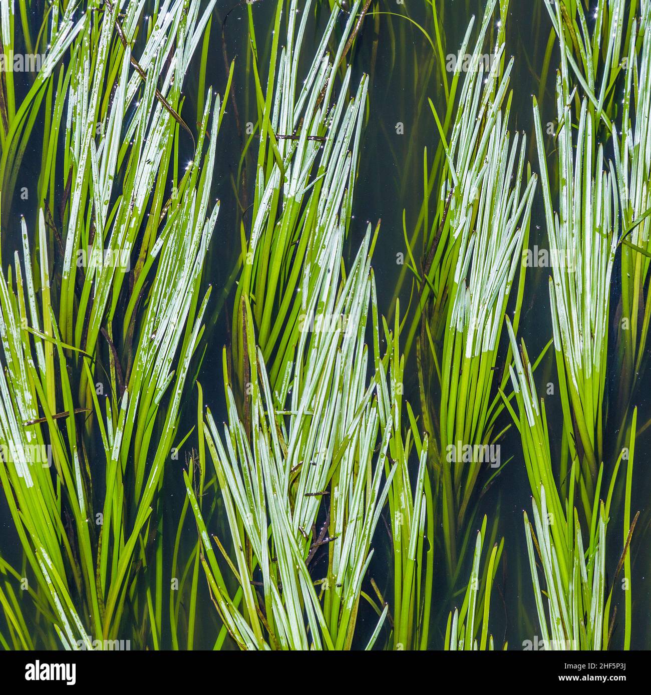 green reed in the river gives a harmonic background Stock Photo - Alamy