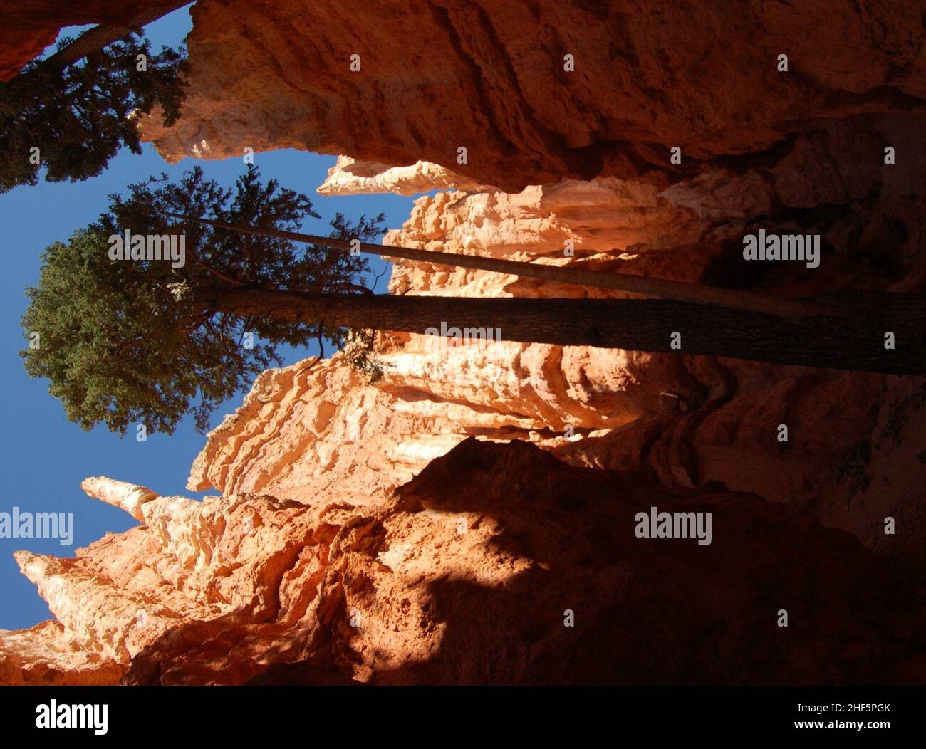 Scenic Byway 12 - Pine Tree in Sandstone Enclosure Stock Photo - Alamy