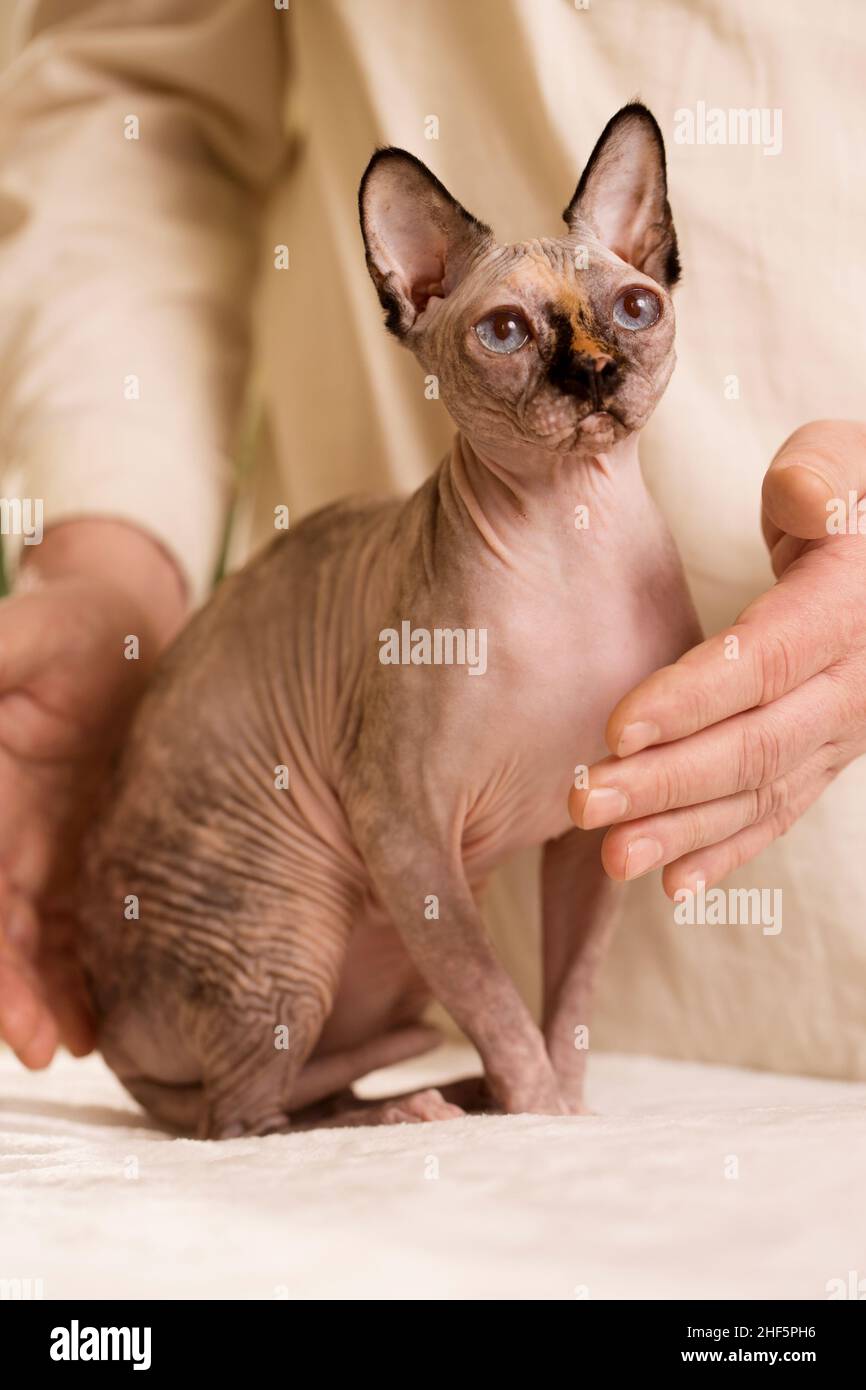 Reiki Master Healer Heals Animals in Reiki Stream Stock Photo - Alamy