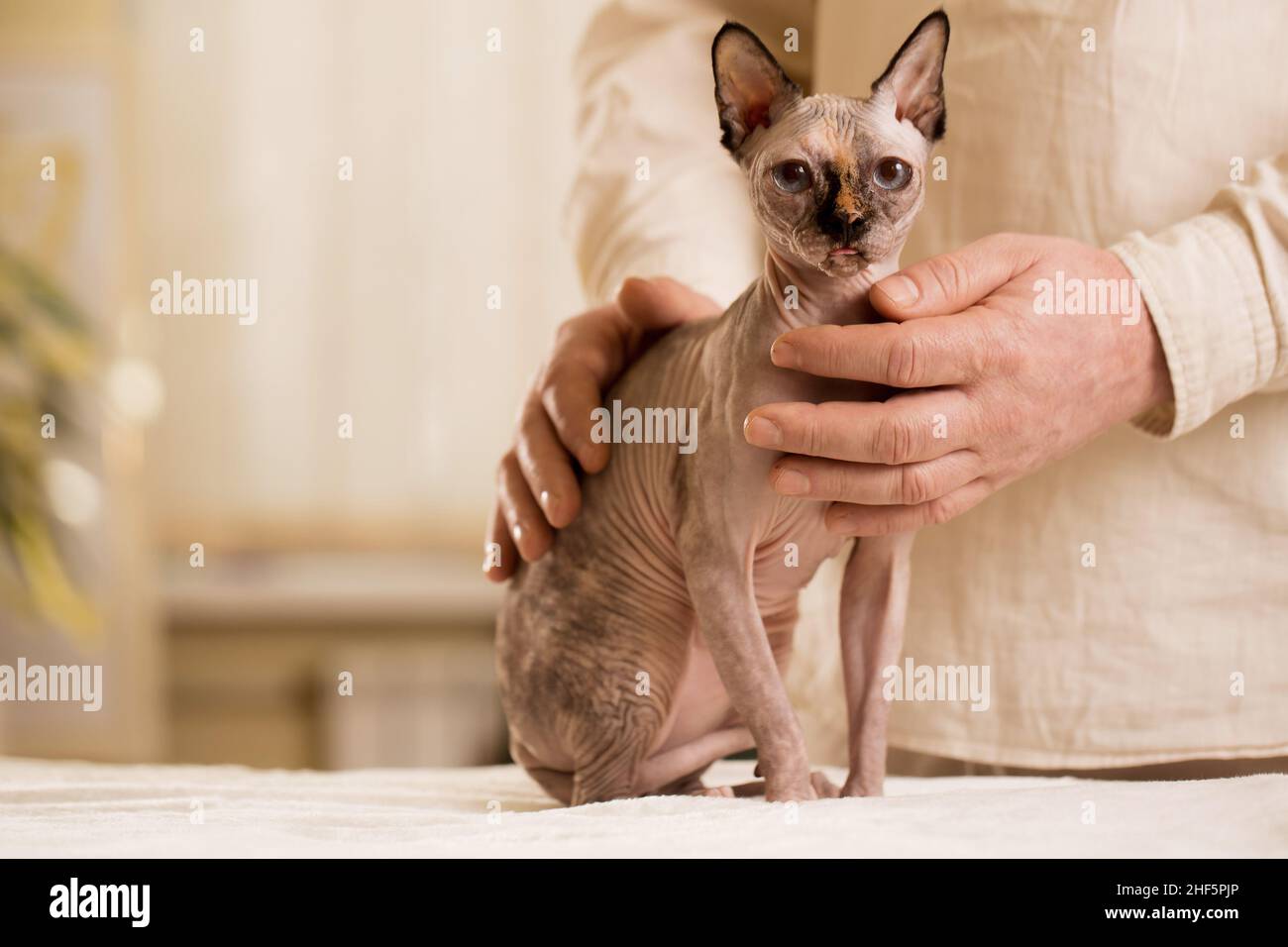 Reiki Master Healer Heals Animals in Reiki Stream Stock Photo - Alamy