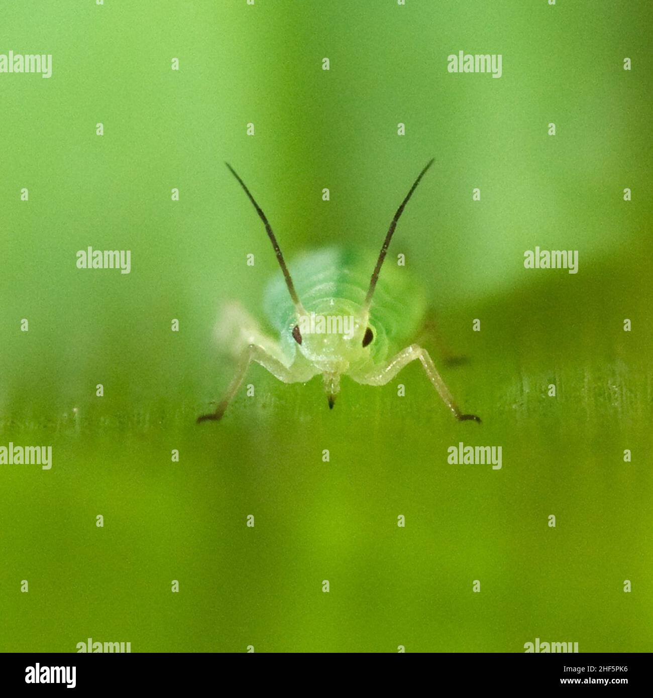 Schizaphis graminum hi-res stock photography and images - Alamy