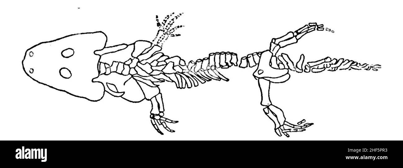 Sclerocephalus skeleton 1 Stock Photo - Alamy