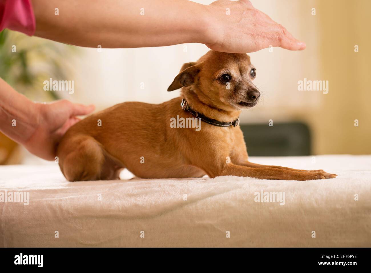 Reiki Master Healer Heals Animals in Reiki Stream Stock Photo - Alamy