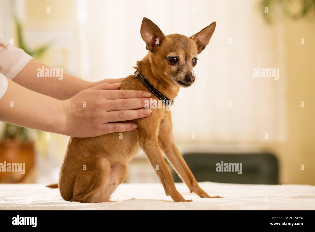 Healing animals hi-res stock photography and images - Alamy