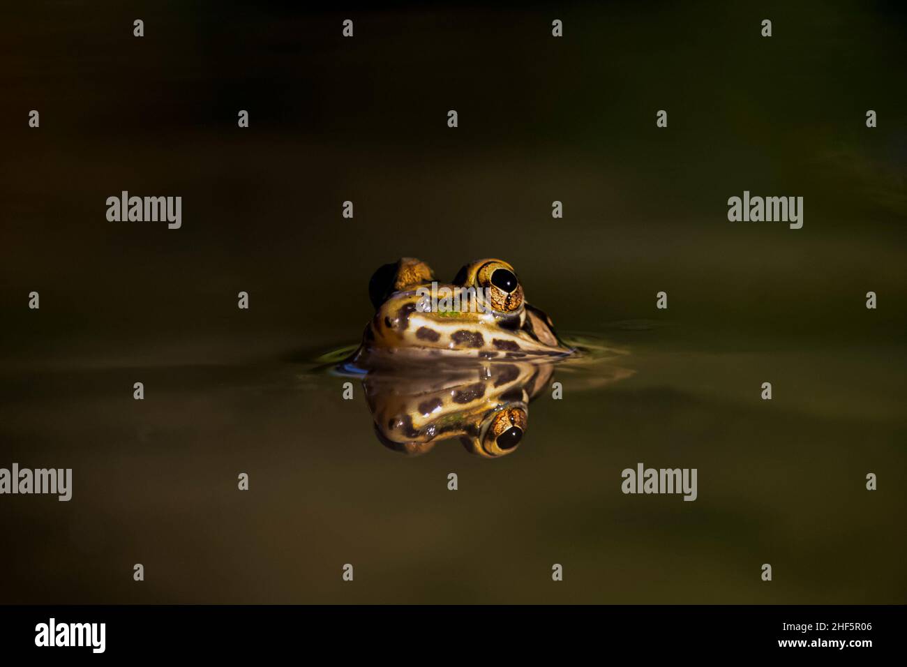 Bull frog female hi-res stock photography and images - Alamy