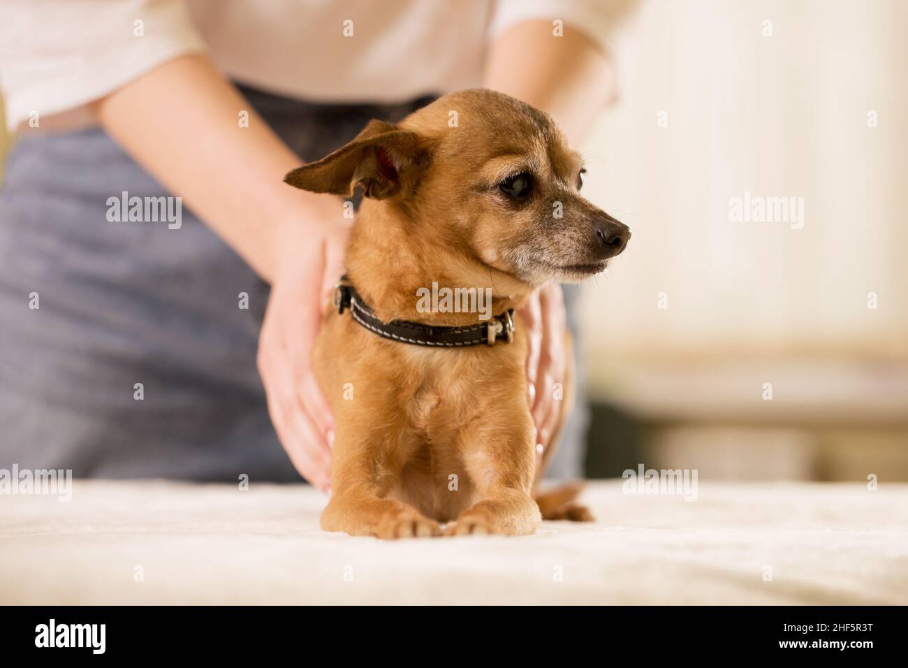 Reiki Master Healer Heals Animals in Reiki Stream Stock Photo - Alamy