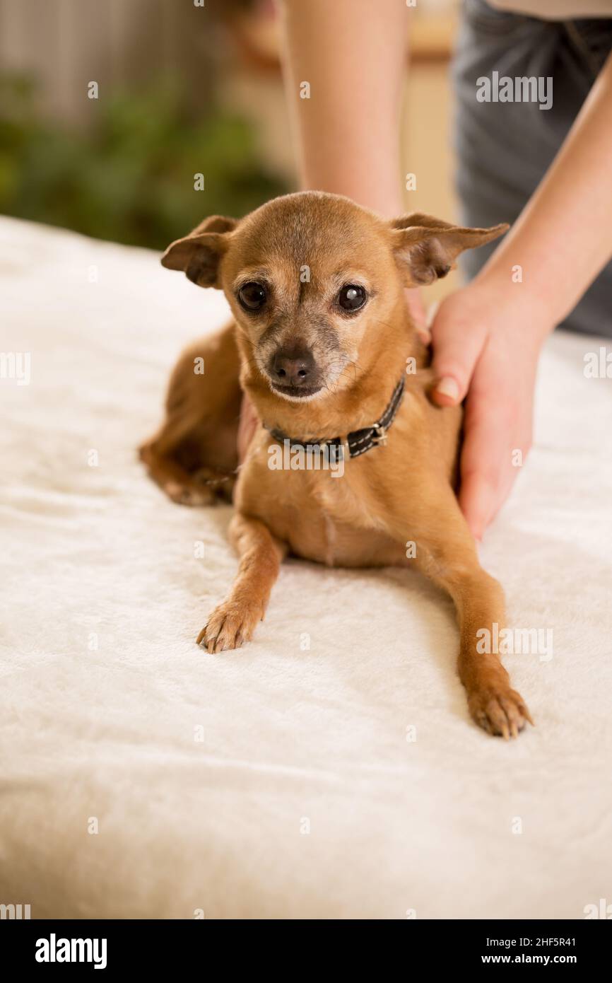 Reiki Master Healer Heals Animals in Reiki Stream Stock Photo - Alamy