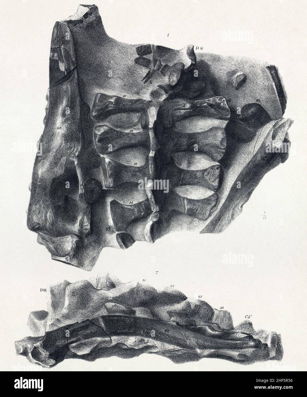 Scelidosaurus hi-res stock photography and images - Alamy