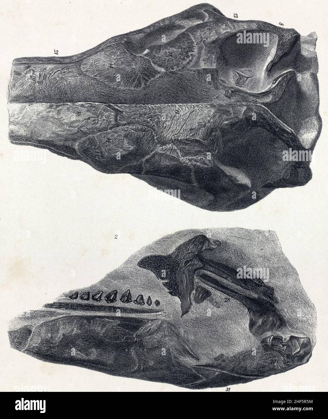 Neotype hi-res stock photography and images - Alamy