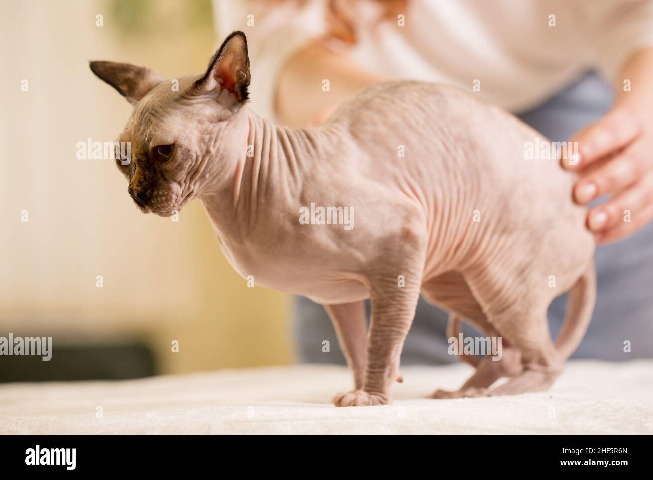 Reiki Master Healer Heals Animals in Reiki Stream Stock Photo - Alamy