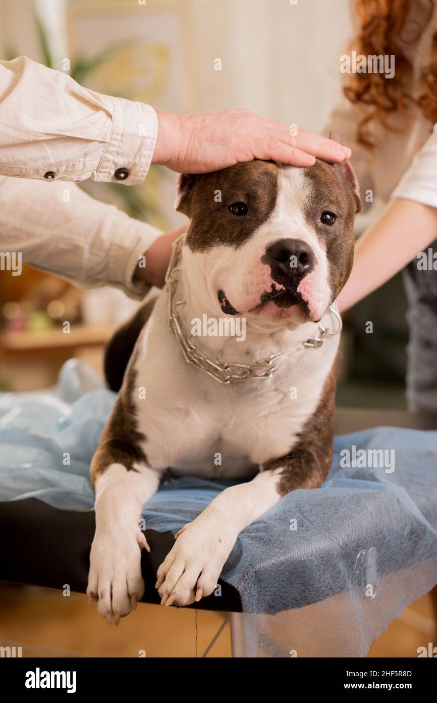 Reiki Masters healers Heals Animals in Reiki Stream Stock Photo - Alamy