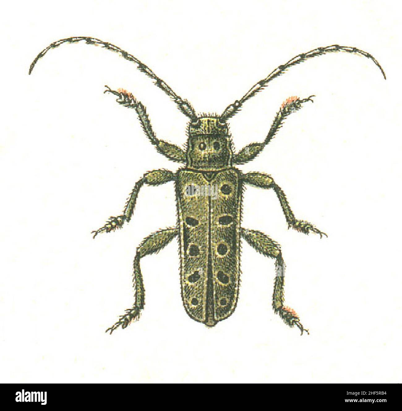 Perforata Cut Out Stock Images & Pictures - Alamy