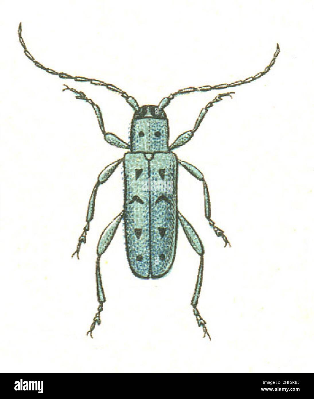 Saperda Cut Out Stock Images & Pictures - Alamy