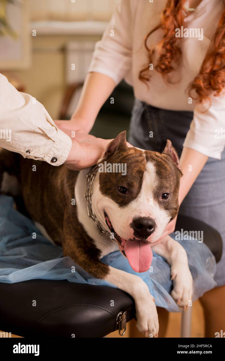 Reiki Masters healers Heals Animals in Reiki Stream Stock Photo - Alamy