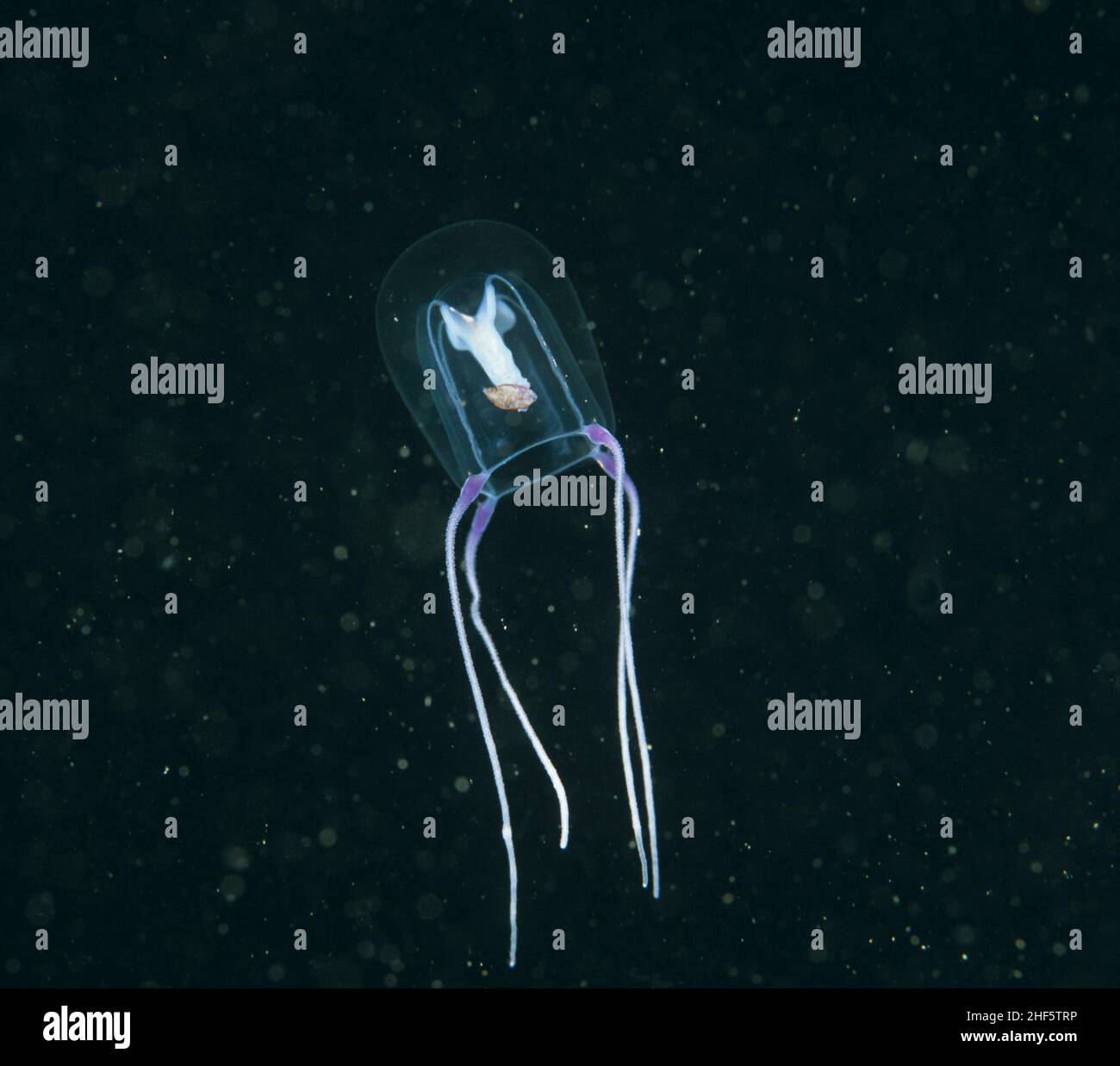 Underwater organisms hi-res stock photography and images - Alamy