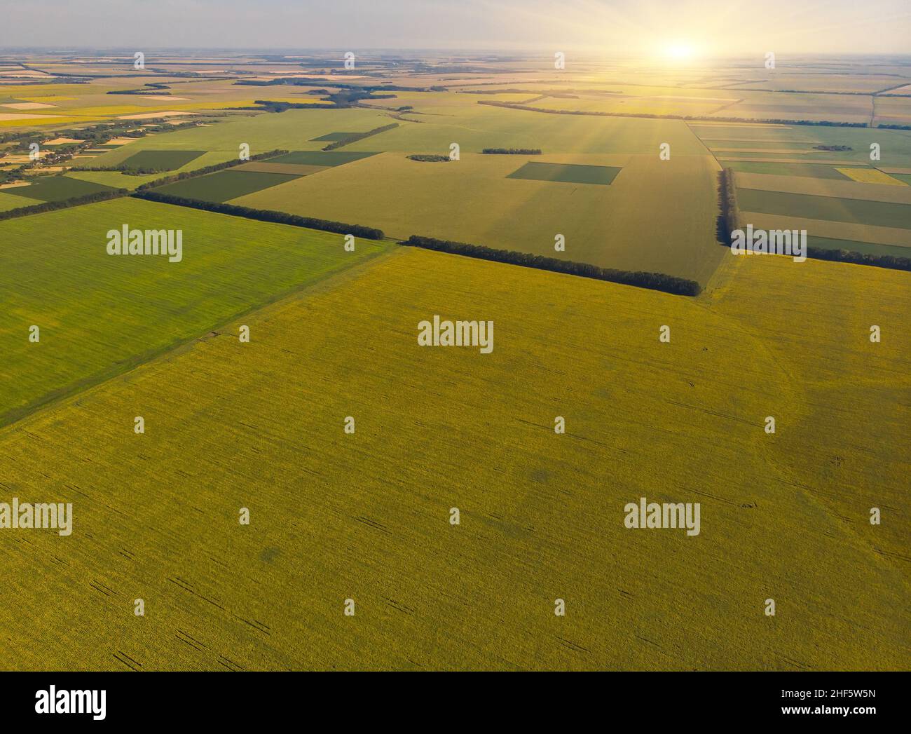 Idyllic yellow sunflower field in sunlight. Location place of Ukraine ...