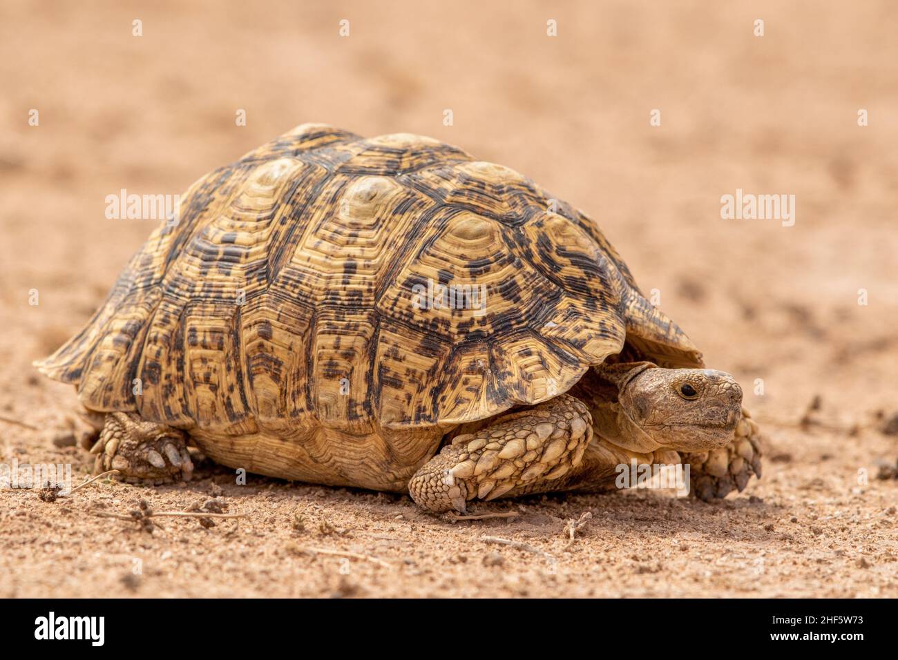 African leopard tortoise hi-res stock photography and images - Alamy