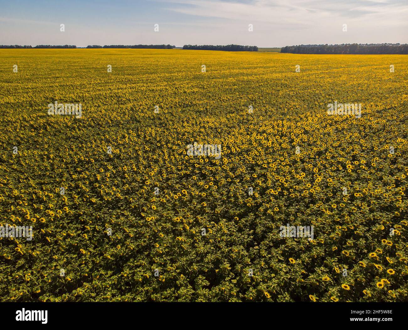 Top view field sunflower birds hi-res stock photography and images - Alamy