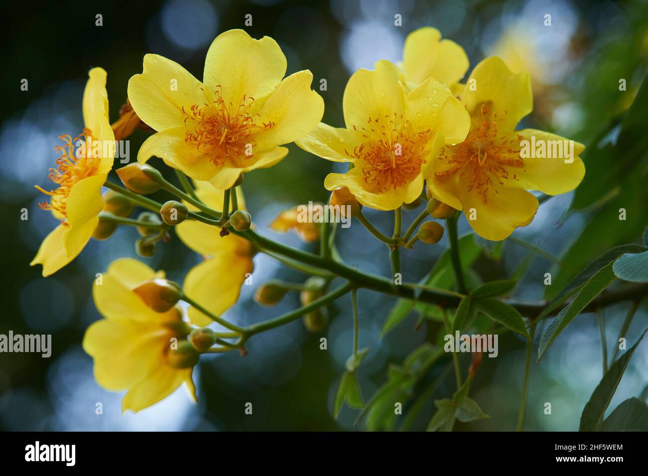 Yellow flowers bloom brilliantly in front of the temple gate in Ho Chi ...