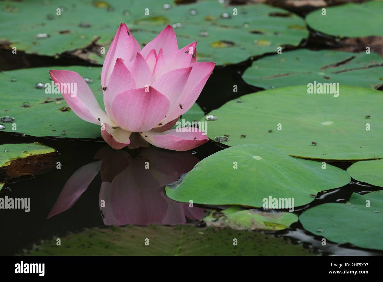 lotus, the national flower of Vietnam Stock Photo - Alamy