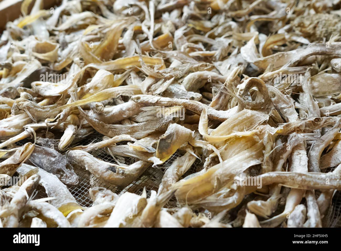 Salted fish caught by local fishermen that are dried in the sun so that ...