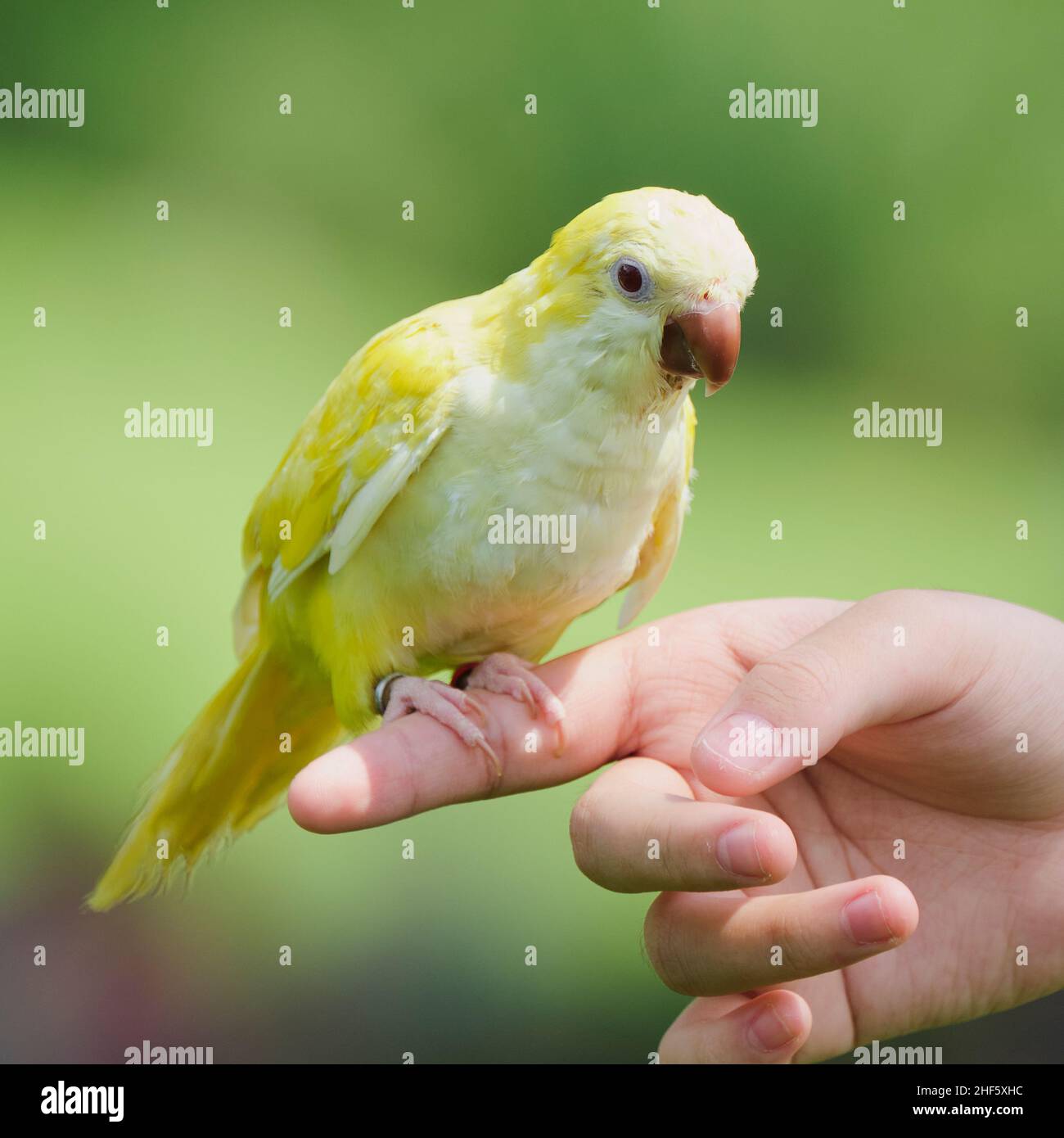 beautiful parrot bird standing on owner's finger Stock Photo - Alamy