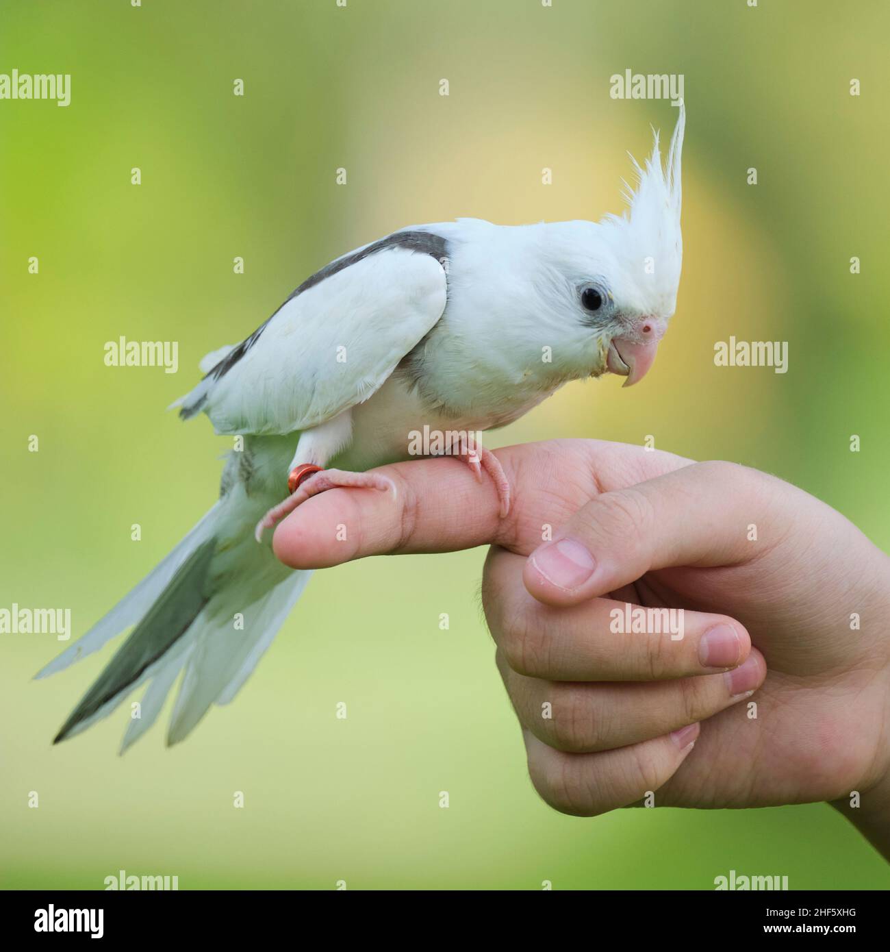 beautiful parrot bird standing on owner's finger Stock Photo - Alamy