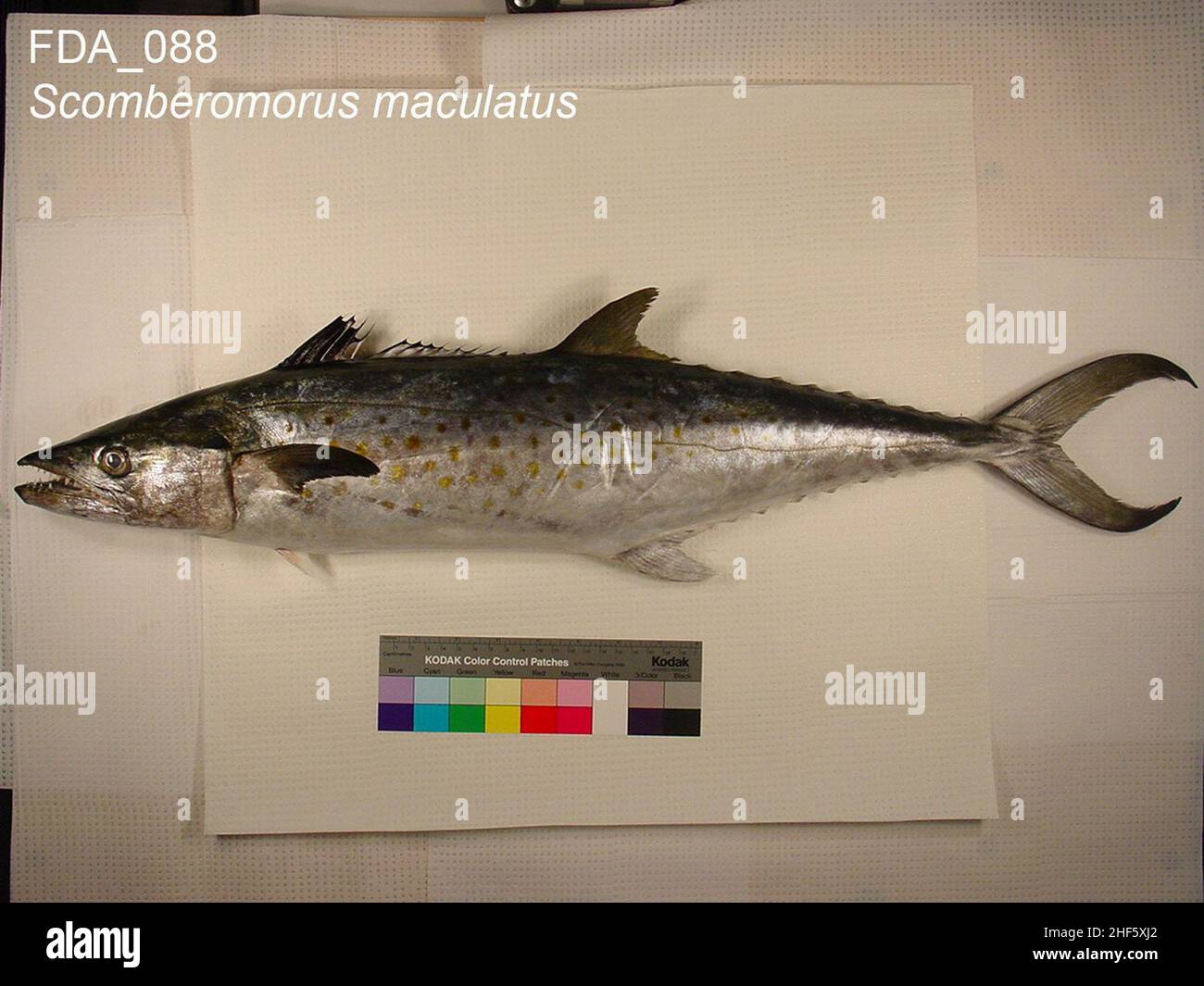 Scomberomorus maculatus, Atlantic Spanish Mackerel Stock Photo - Alamy