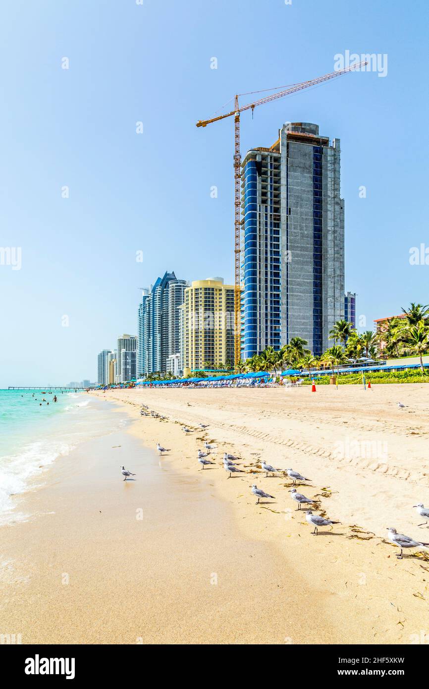 beach in Miami with skyscrapers and birds in early morning Stock Photo ...