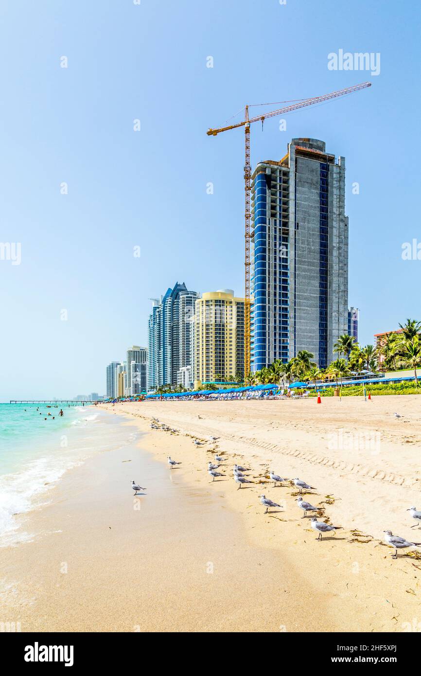 beach in Miami with skyscrapers and birds in early morning Stock Photo ...