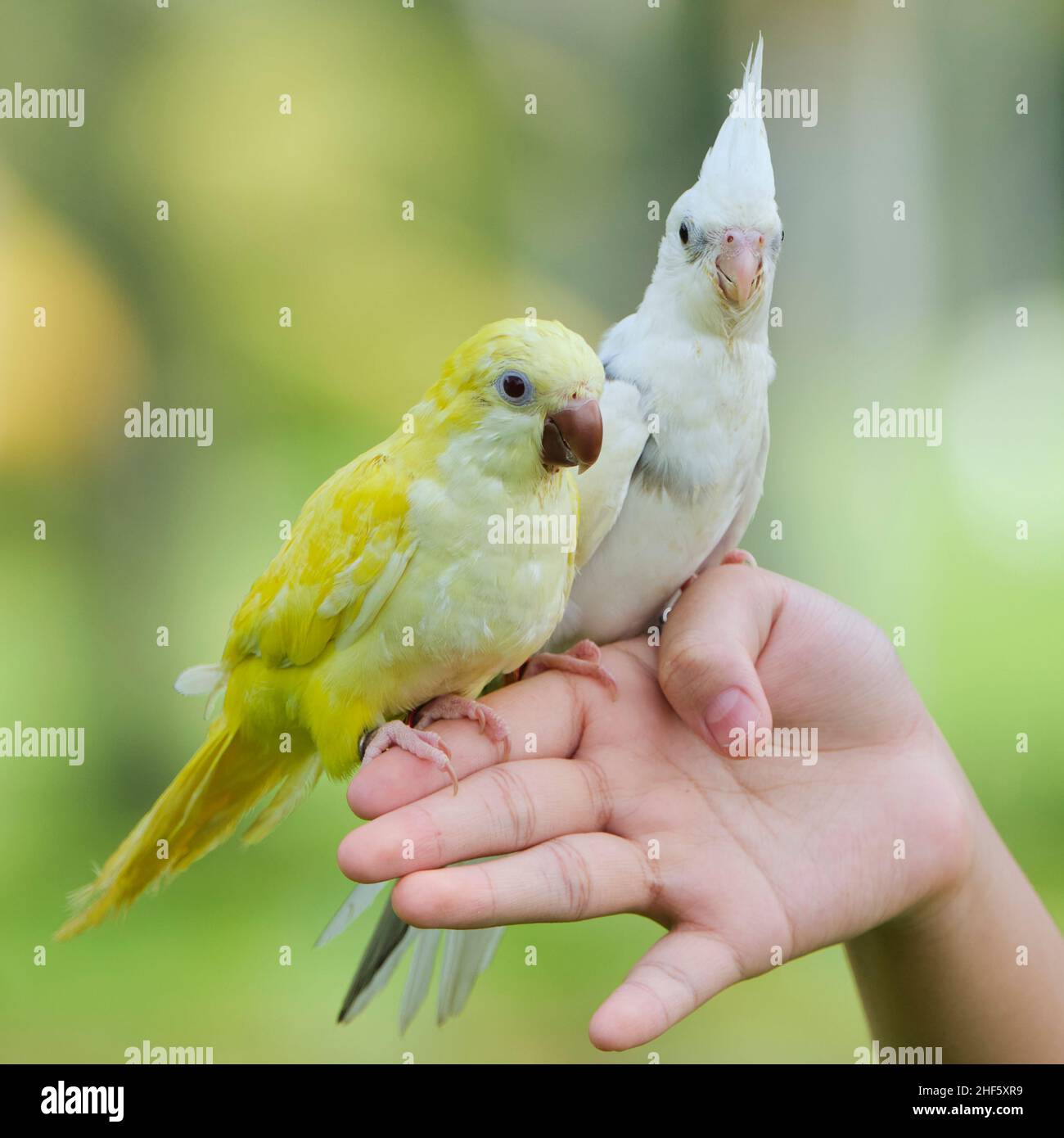 Finger feathers hi-res stock photography and images - Alamy