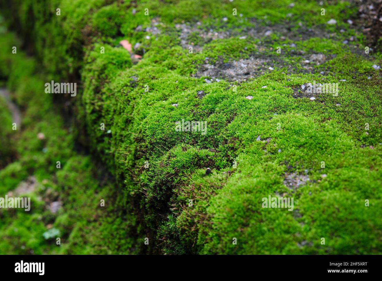 patches of moss growing on the wall Stock Photo - Alamy