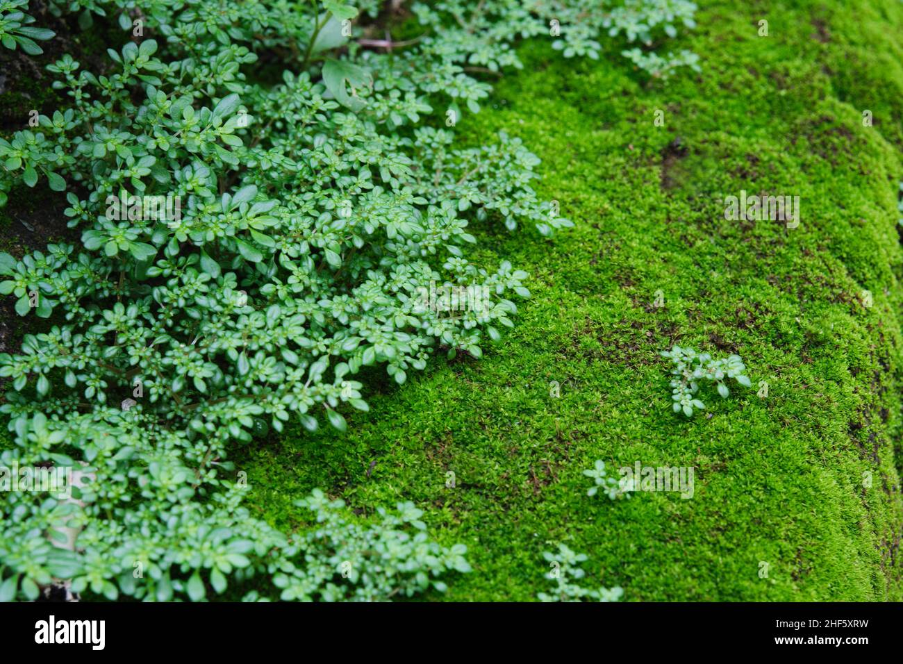 patches of moss growing on the wall Stock Photo - Alamy