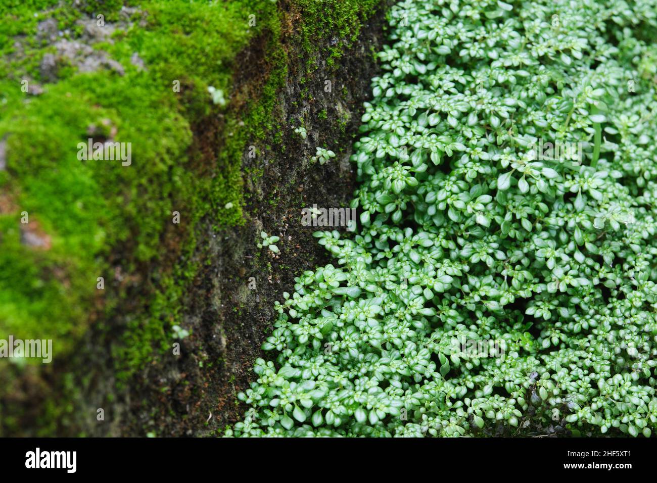 patches of moss growing on the wall Stock Photo - Alamy