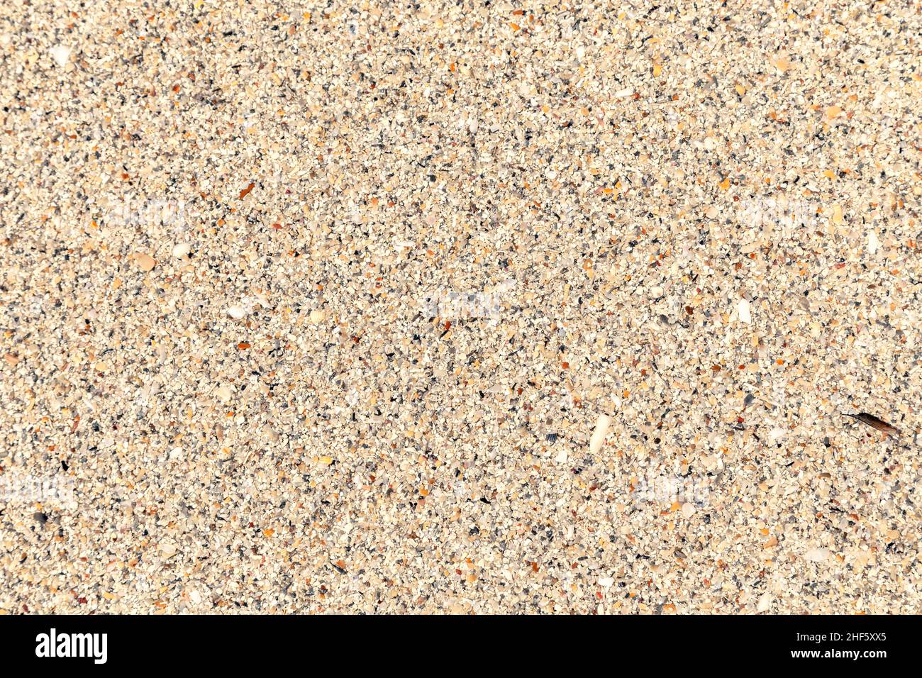 pattern of tropical sea beach with part of shells and sand Stock Photo ...