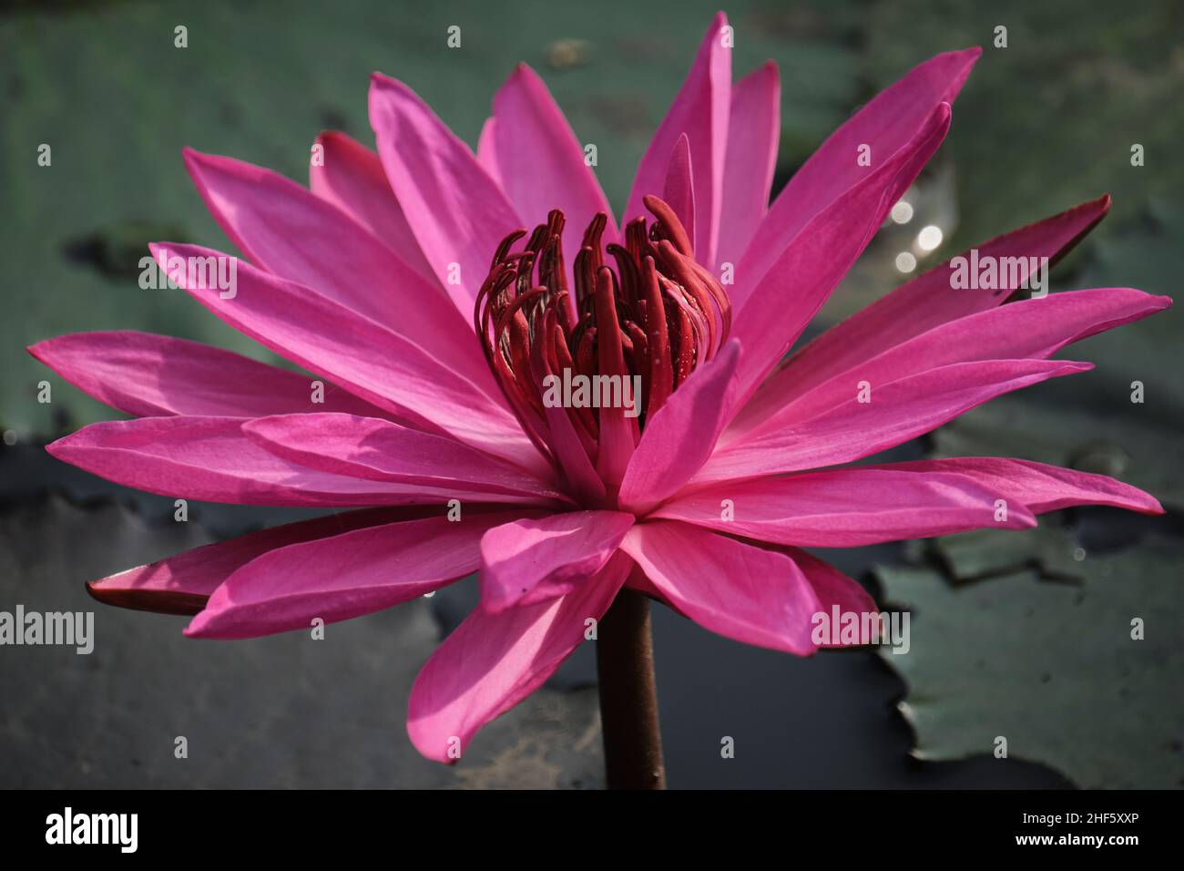 Is a variety of aquatic plants, belong to the Nymphaeaceae, whose name ...