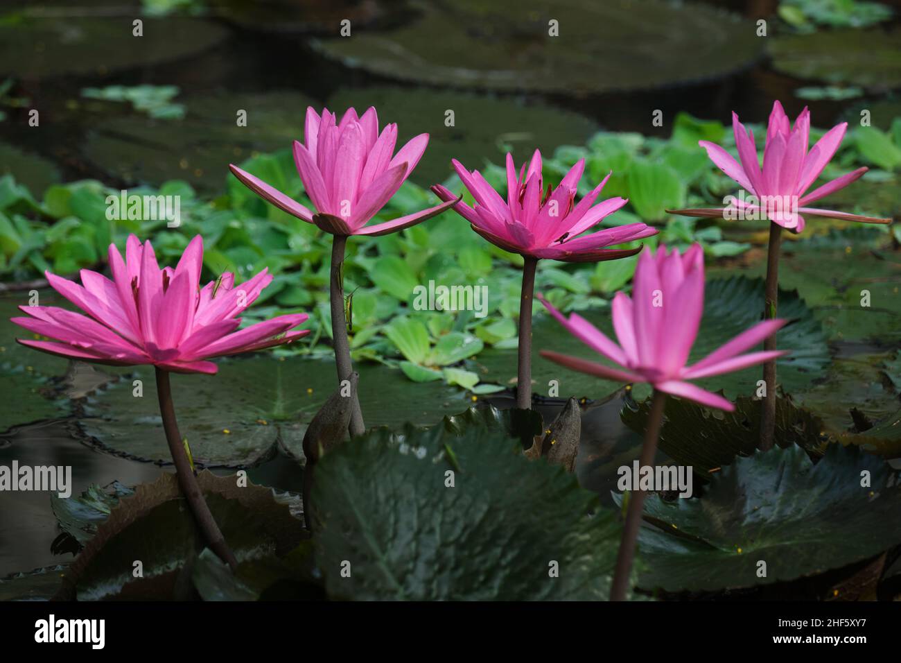 Is a variety of aquatic plants, belong to the Nymphaeaceae, whose name ...