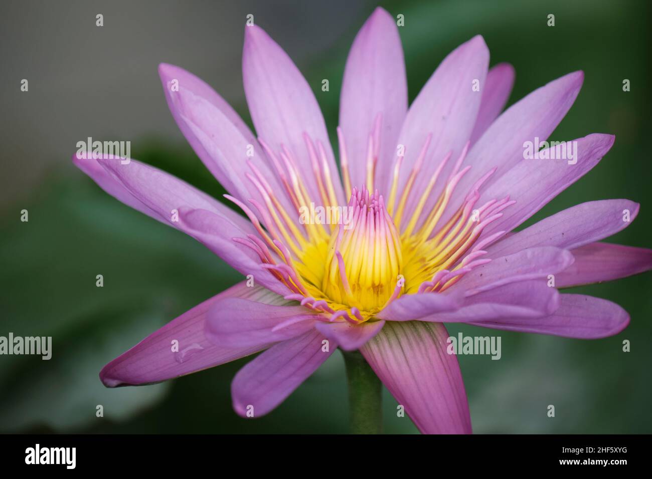 Is a variety of aquatic plants, belong to the Nymphaeaceae, whose name ...