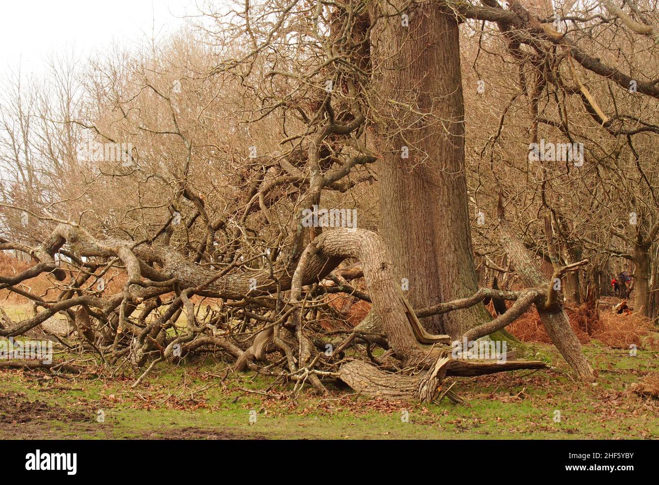 Storm damaged oak tree in winter time showing large, broken, fallen ...