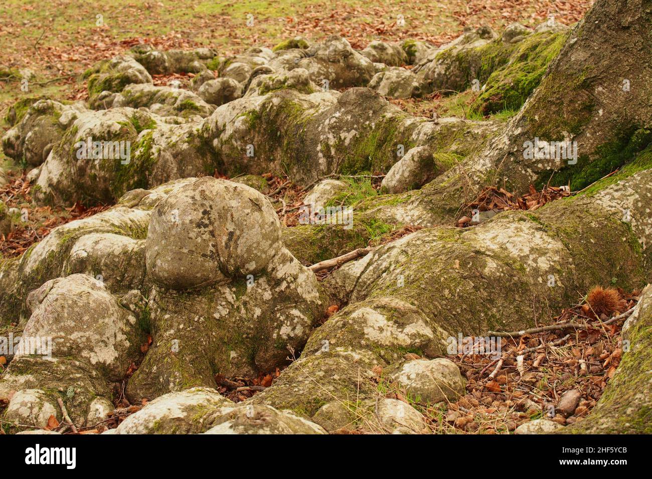 The knarled exposed roots of an ancient sweet chestnut tree covered in ...