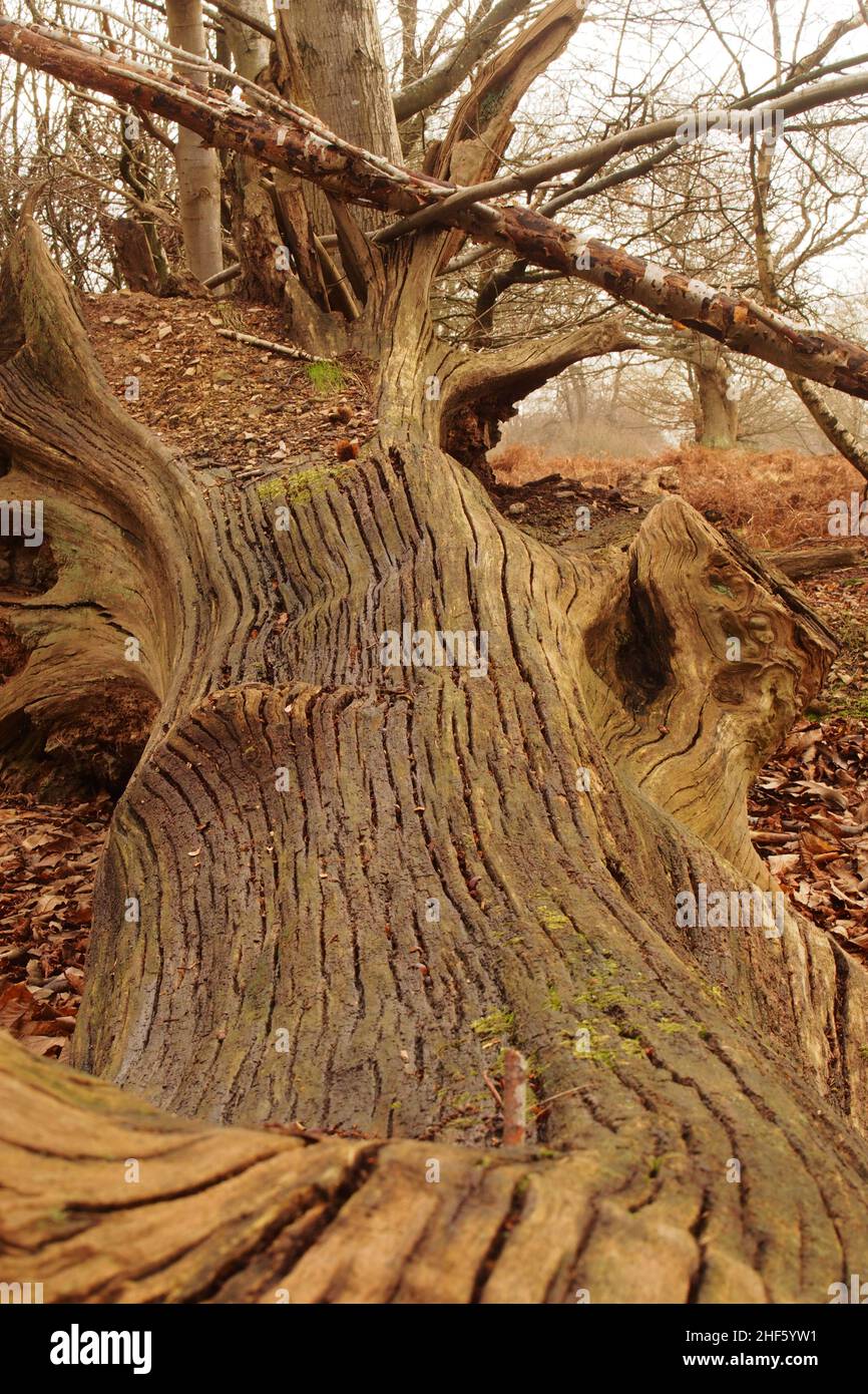 Decaying tree leaves hi-res stock photography and images - Alamy