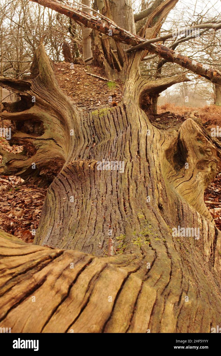 Decaying tree leaves hi-res stock photography and images - Alamy
